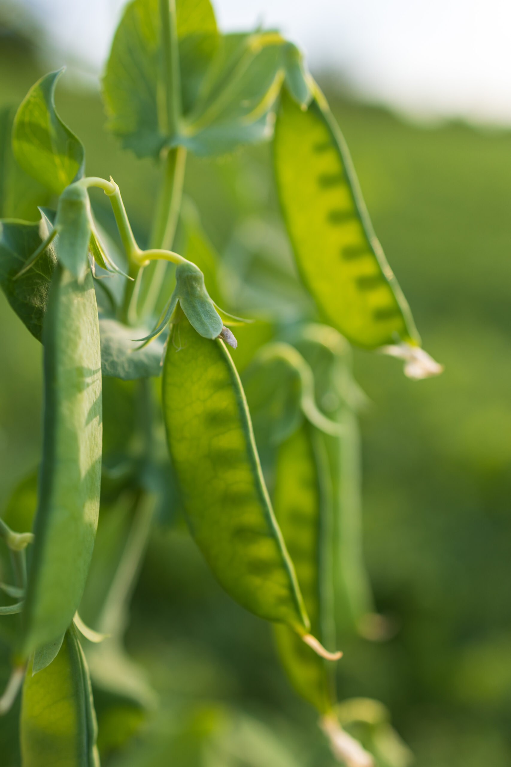 EU Study on the Environmental Impact of Pea Products - Emsland Group