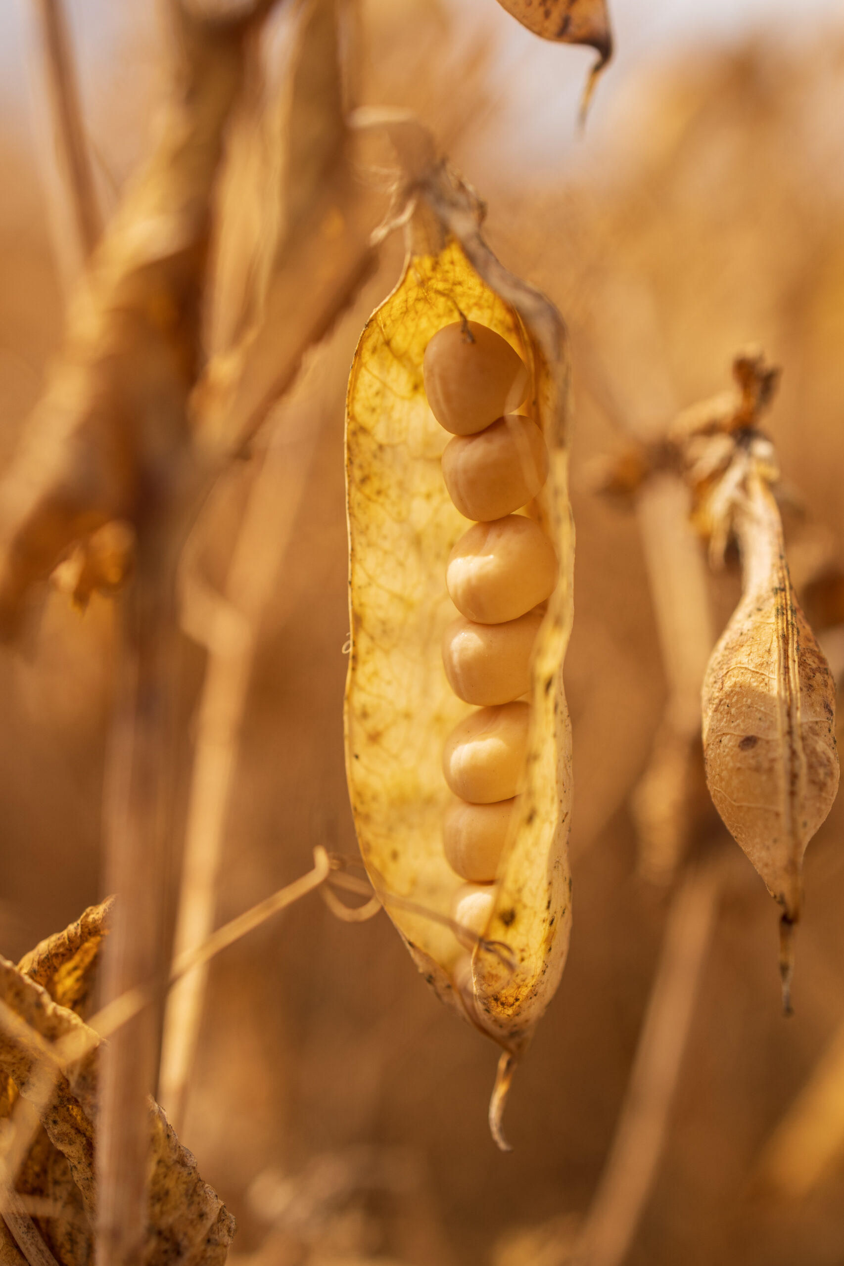 EU Study on the Environmental Impact of Pea Products - Emsland Group