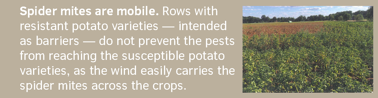 Combating Spider Mites in Potatoes - Emsland Group