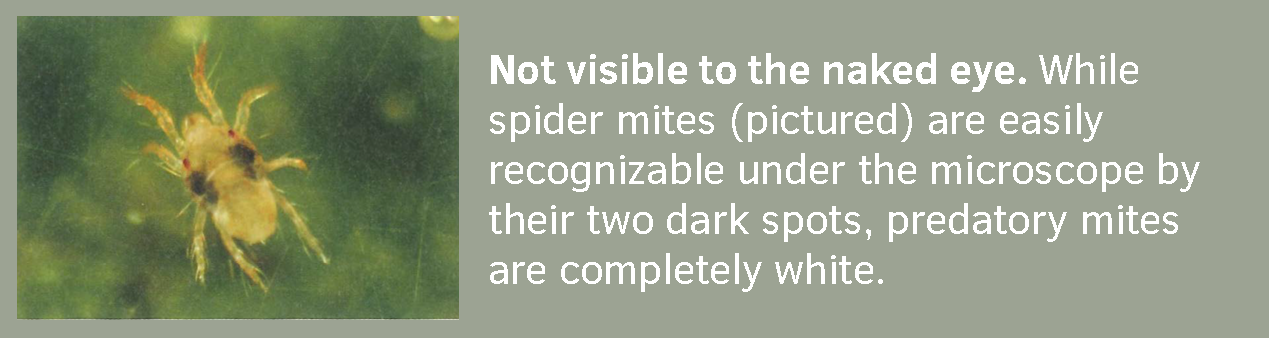 Combating Spider Mites in Potatoes - Emsland Group